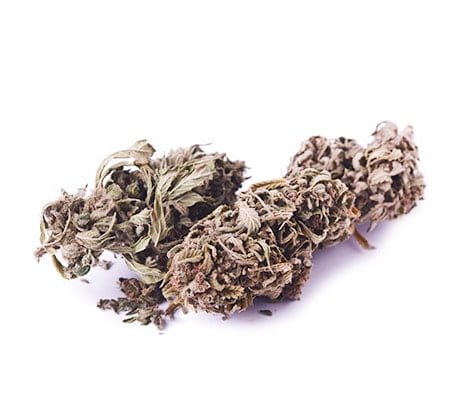 Buy Jesus OG Cannabis Strain Online – Fast & Euphoric High | My Weed Plus
